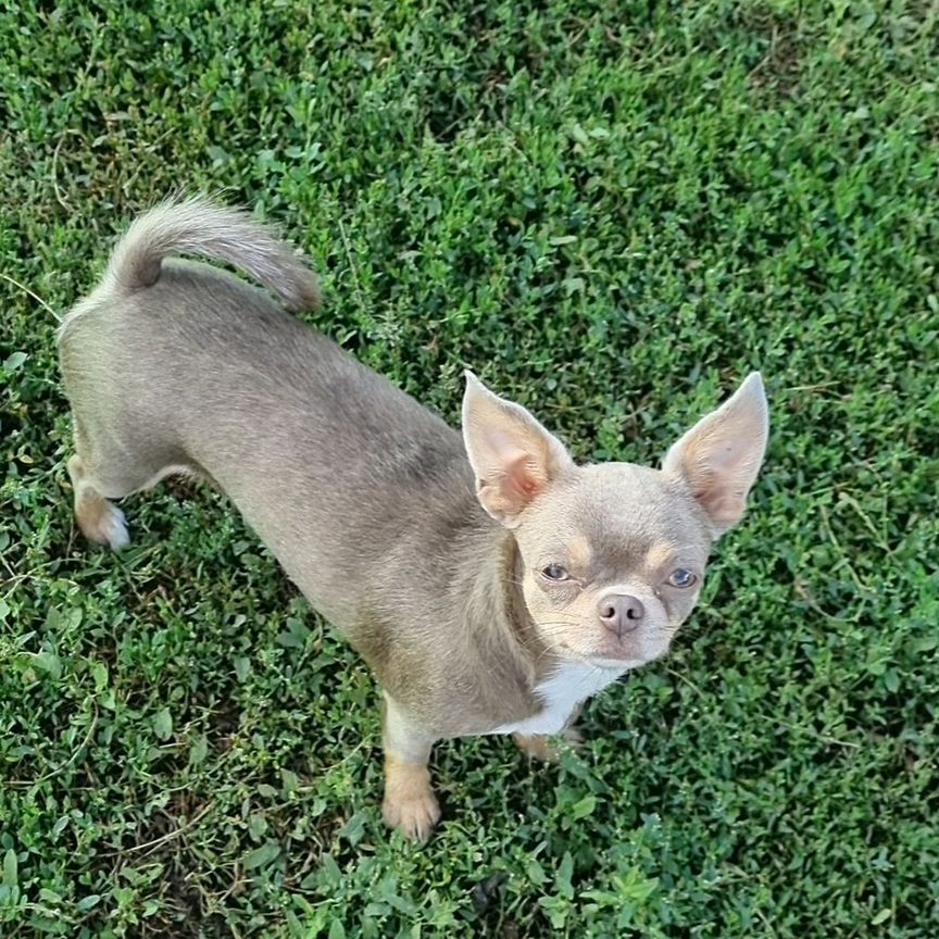 Лиловая годовалая девочка РКФ