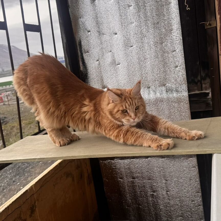 Мейн-кун, взрослая кошка