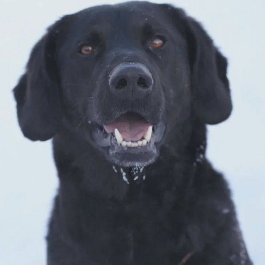 Лабрадор-ретривер, взрослый пёс из приюта