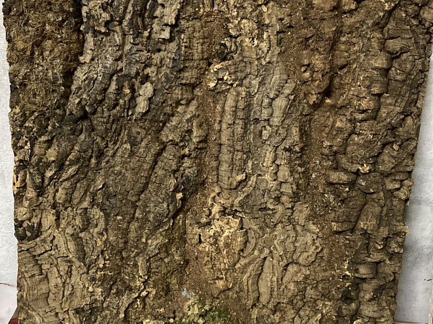 Фон для террариума