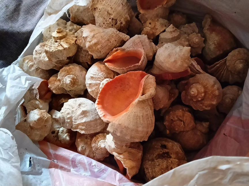 Ракушка рапаны