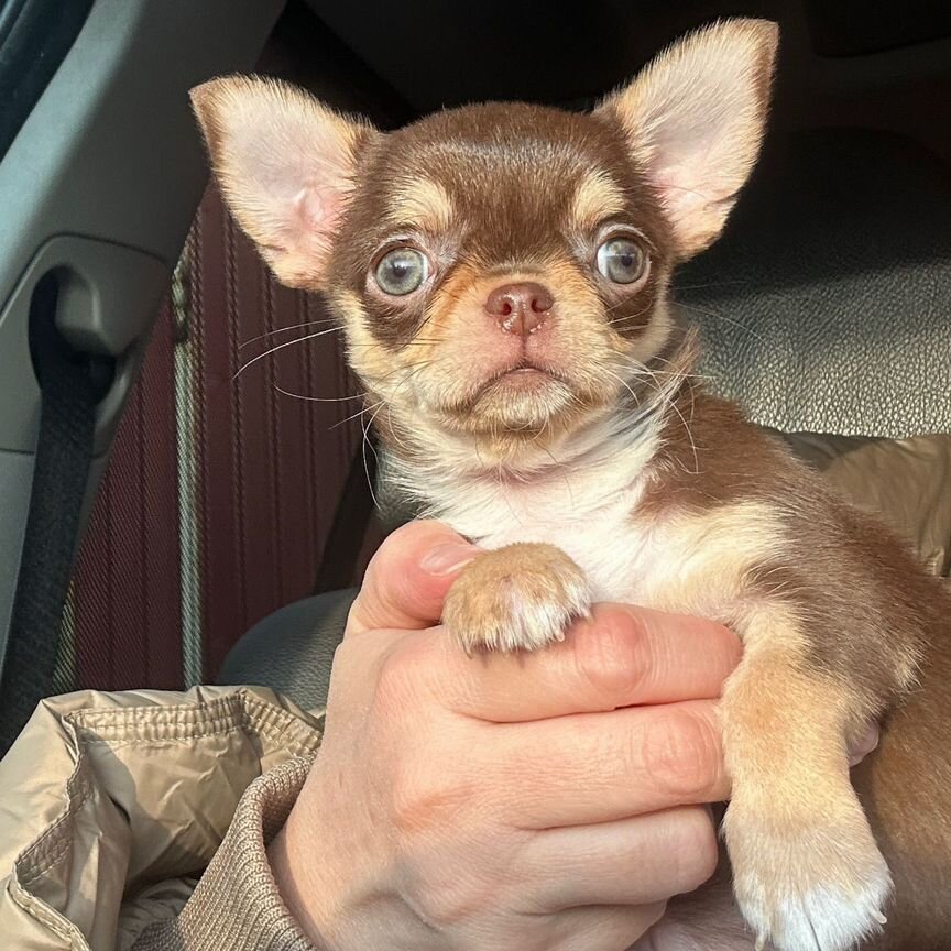 Чихуахуа, щенок