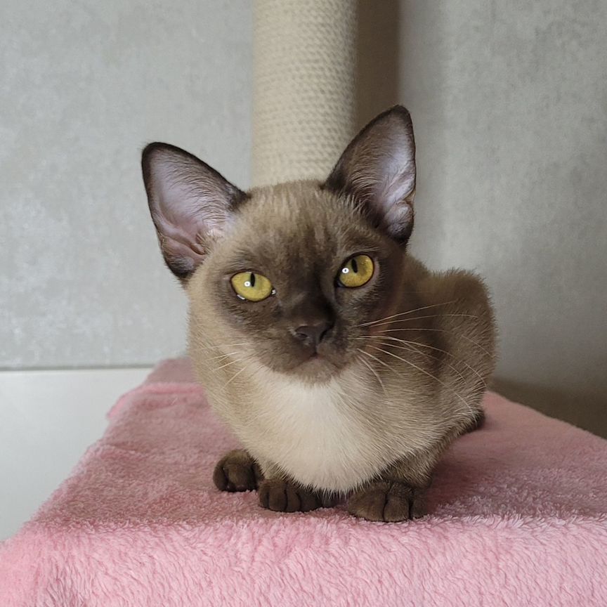 Бурманский котенок, 4 мес