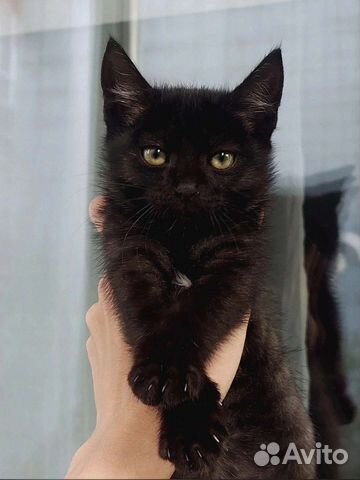 Котенок
