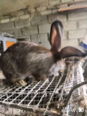 Кролики серый великан