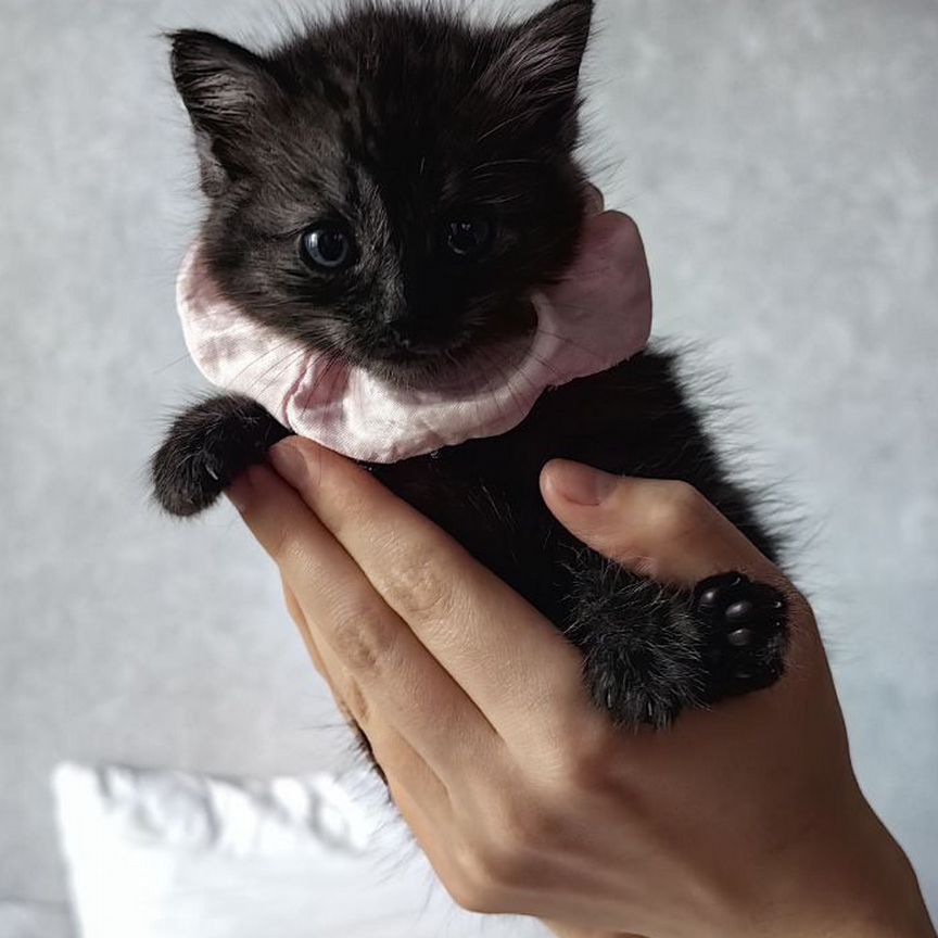 Отдам котенка в добрые руки
