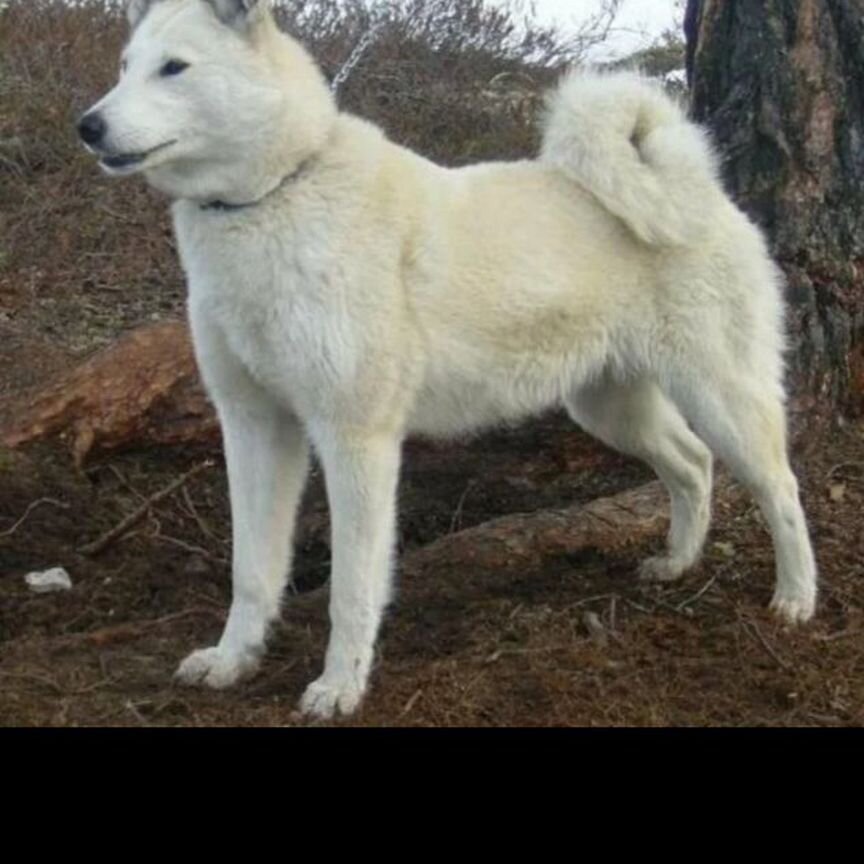 Западно сибирская лайка белая