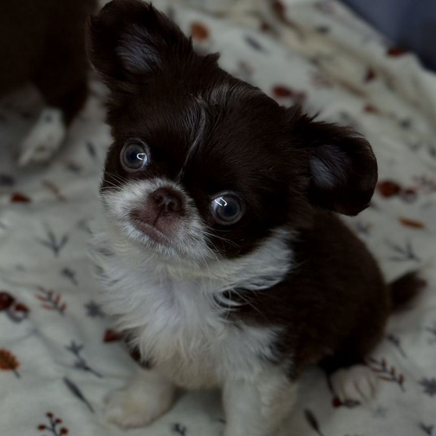 Чихуахуа, щенок