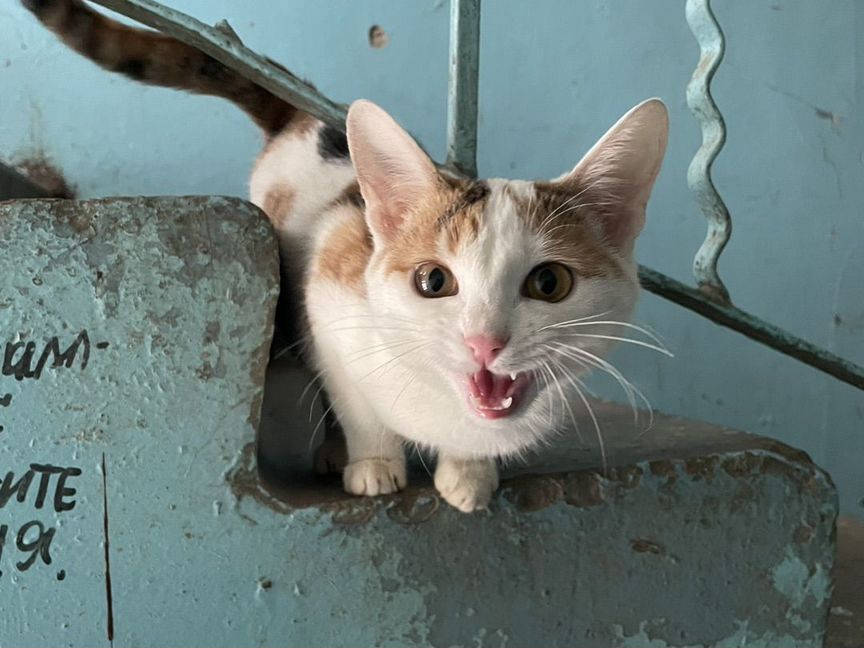 Кошка бесплатно трехцветная спасти
