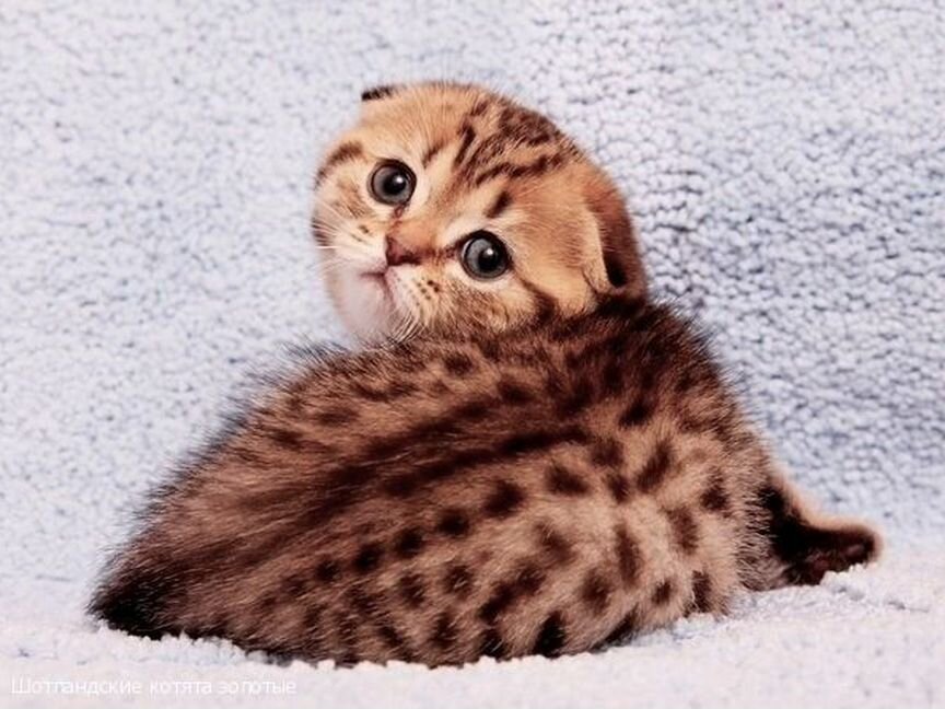 Золотые пятнистые котята