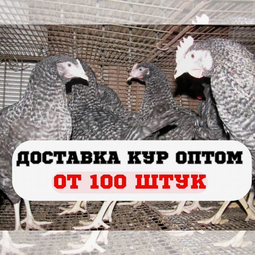 Куры несушки молодки только опт От 100шт