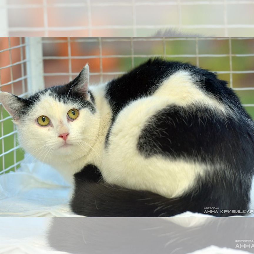 Коты в добрые руки