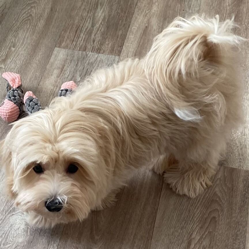 Мальтипу, щенок