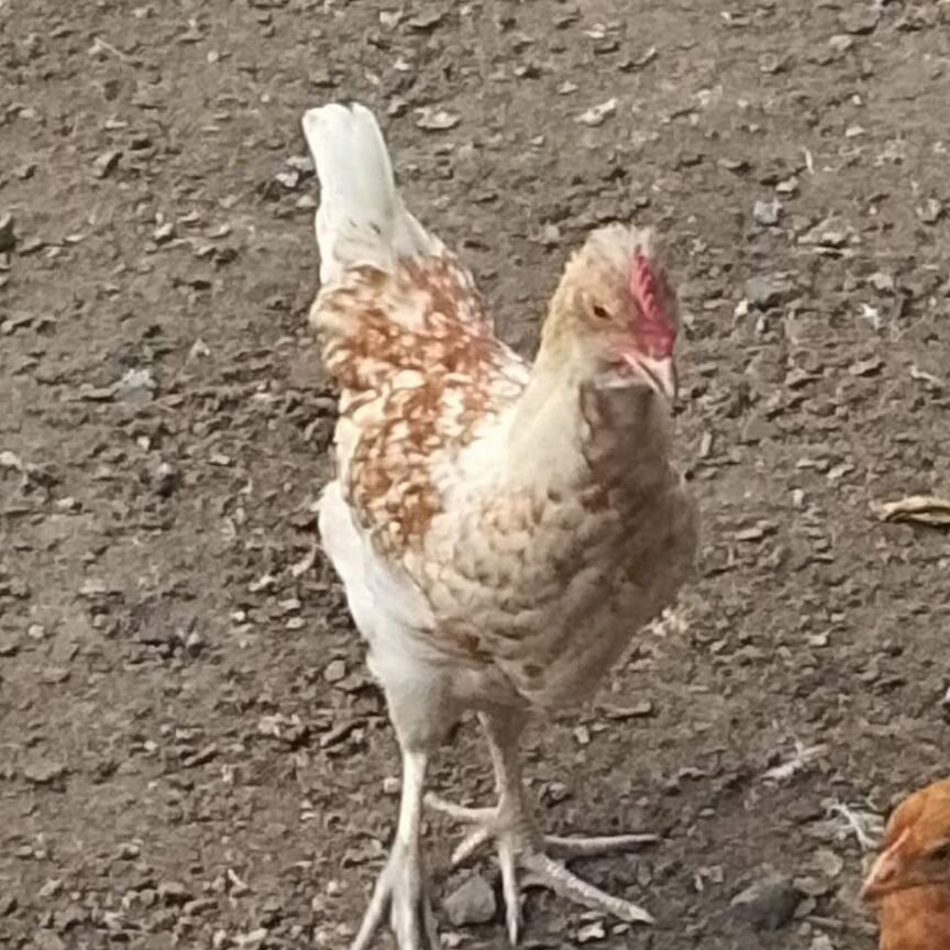 Карликовые петушки