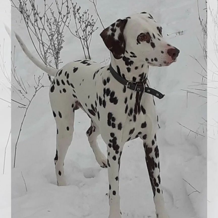 Далматин, взрослый пёс