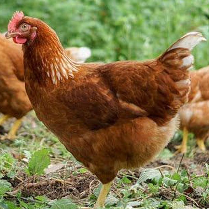 Курицы несушки молодки
