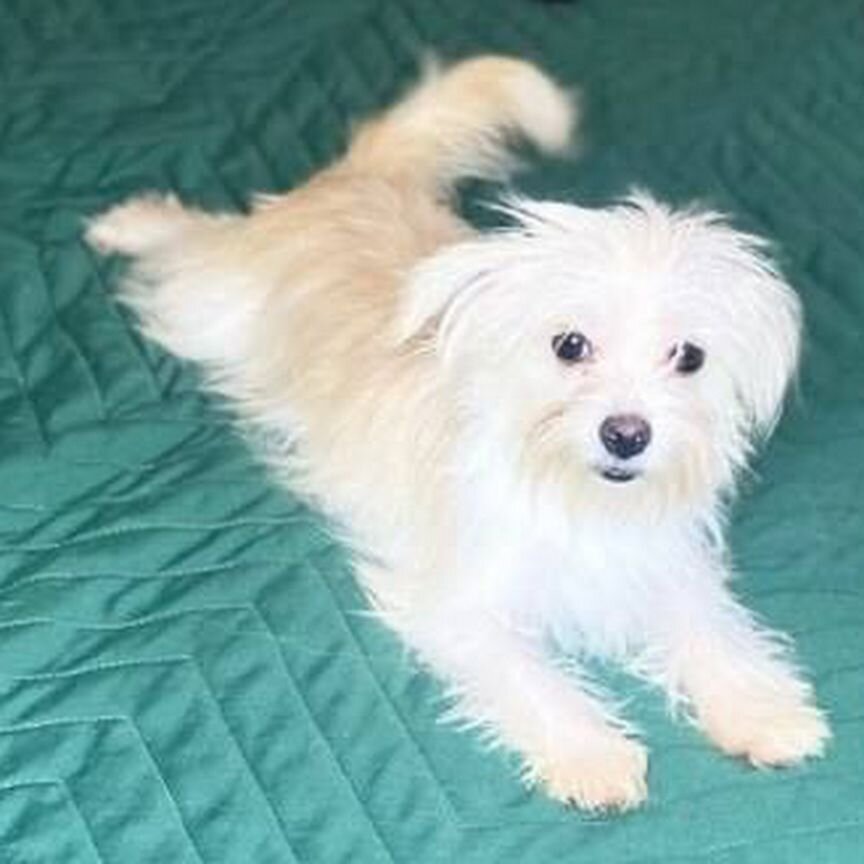 Русская болонка мини