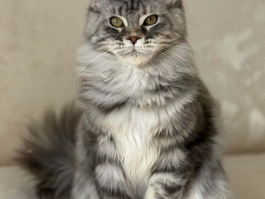 Мейн-кун котенок девочка