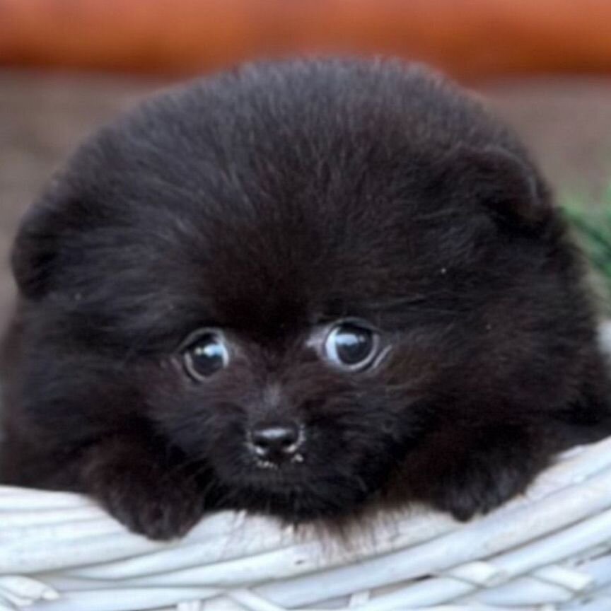 Померанский шпиц, щенок