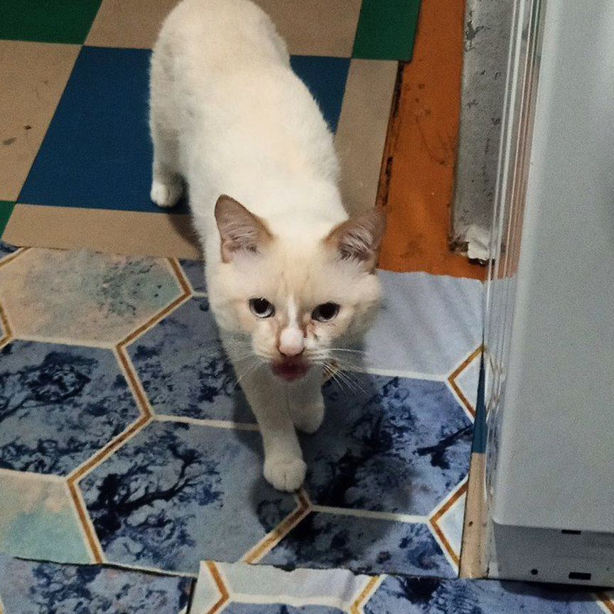 Отдам кота в добрые руки