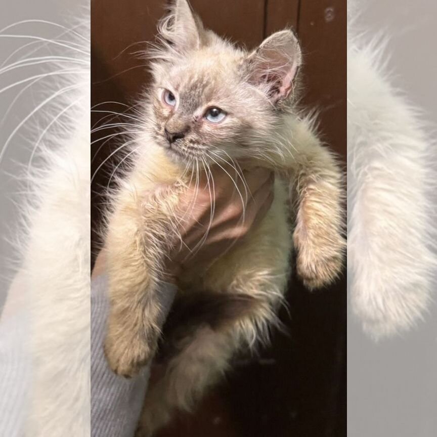 Котёнок в добрые руки