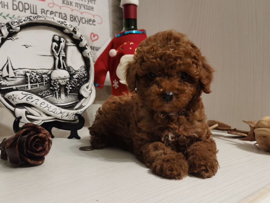 Мальтипу, Той-пудель, мальтийская болонка