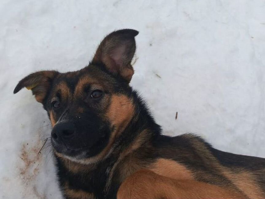 Собака в добрые руки