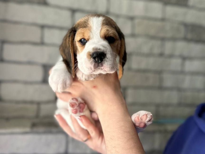 Щенки бигль