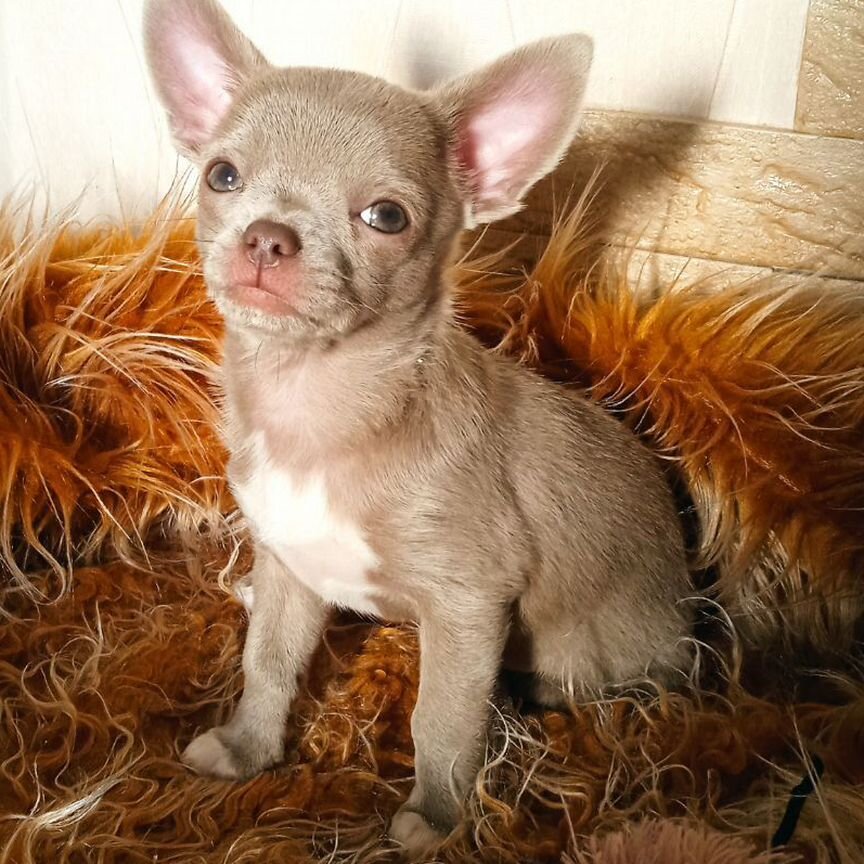 Чихуахуа, щенок