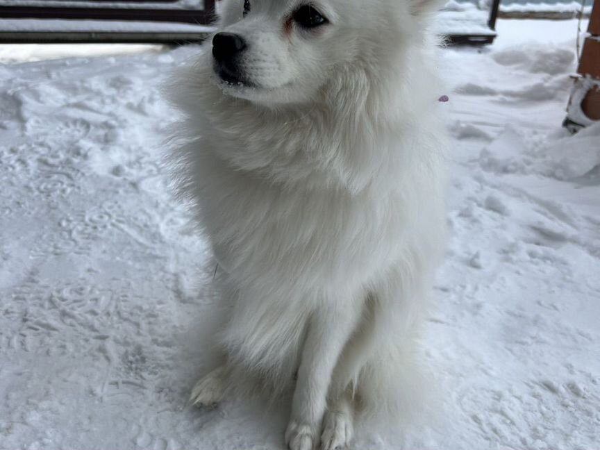 Японский шпиц - добрейшая, нежнейшая и вернейшая