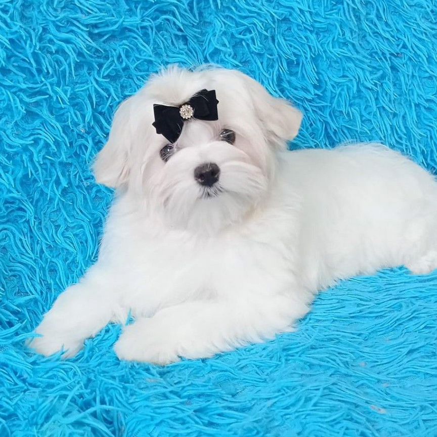 Милашка мальтезичка