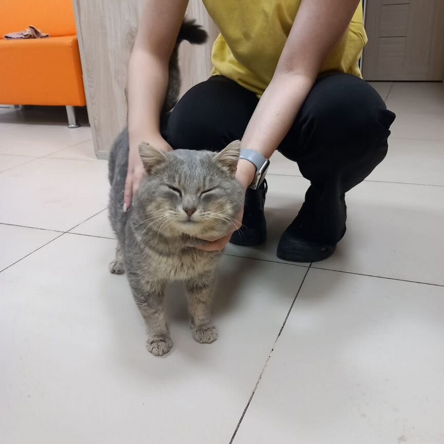 Котику нужен дом