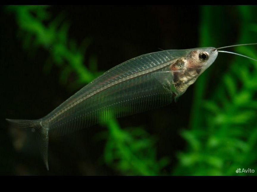 Стеклянный сом