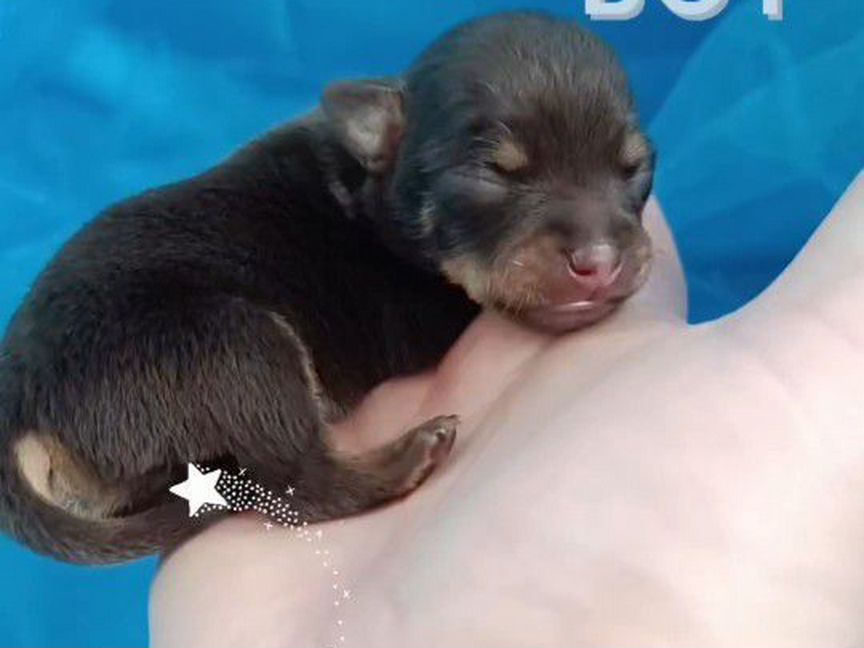 Самый красивый шоколадный малыш