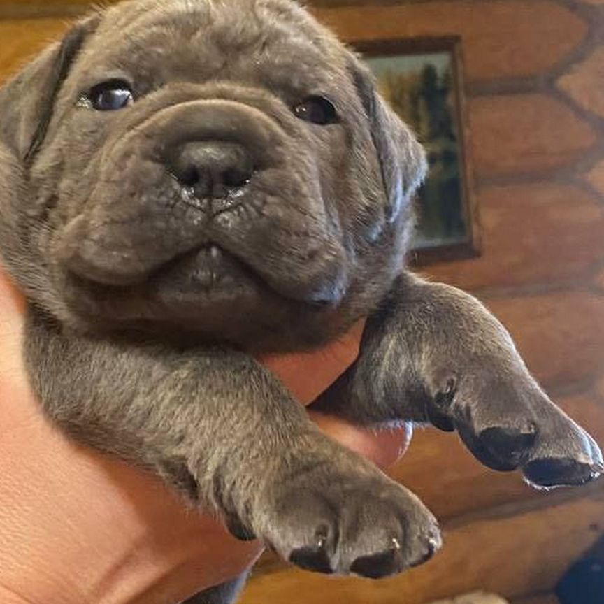 Кане-корсо, щенок