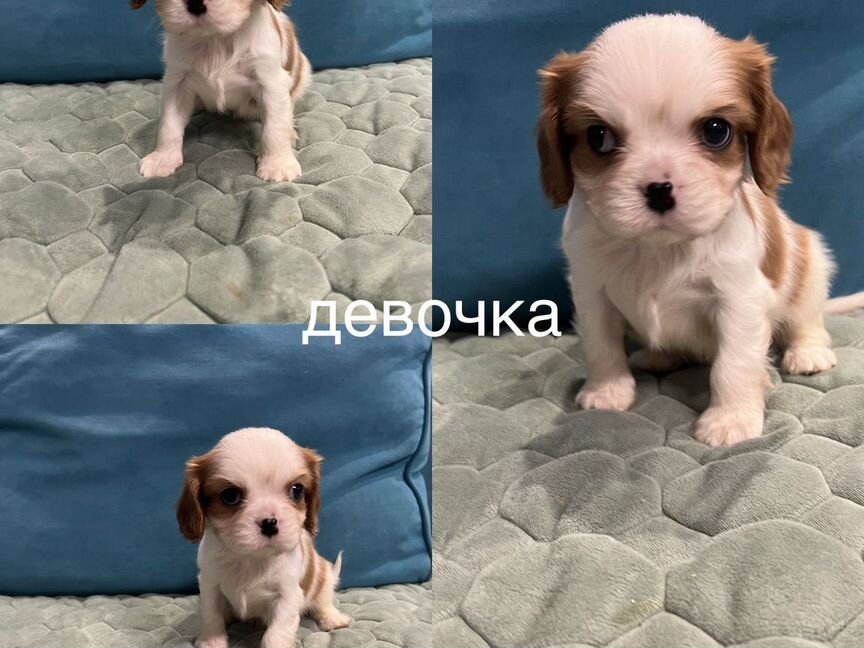 Кавалер кинг чарльз спаниель