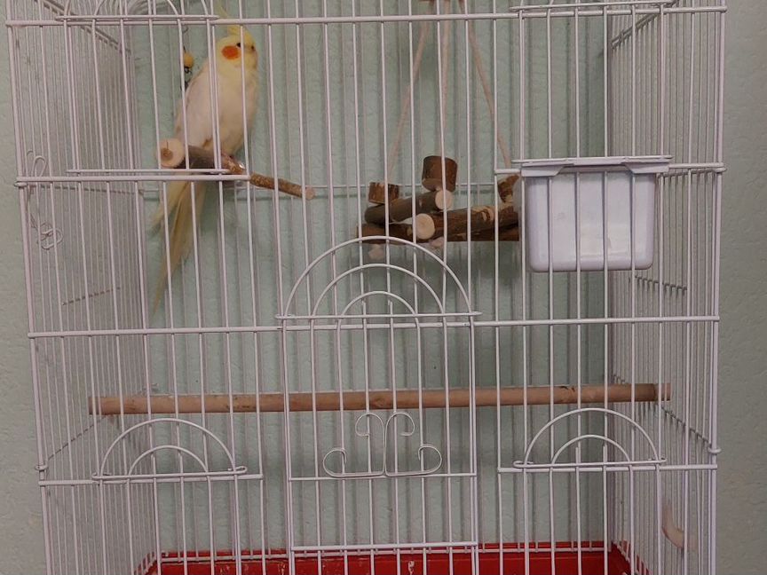 Попугай корелла с клеткой