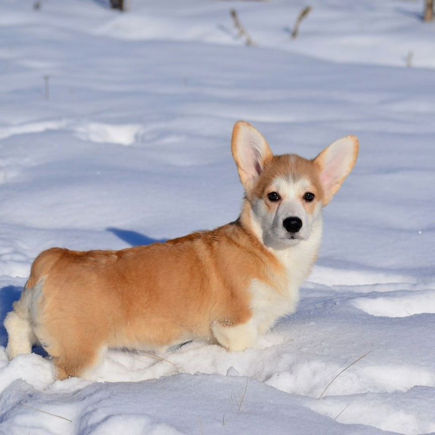 Девочка корги