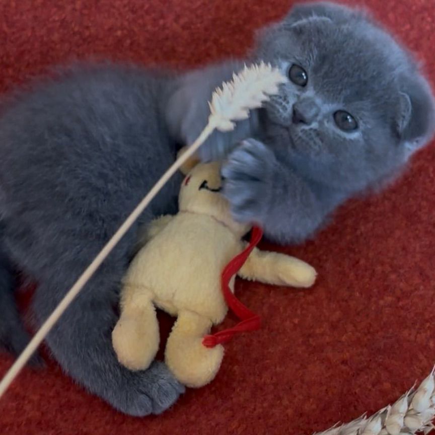 Шотландский вислоухий короткошёрстный котёнок