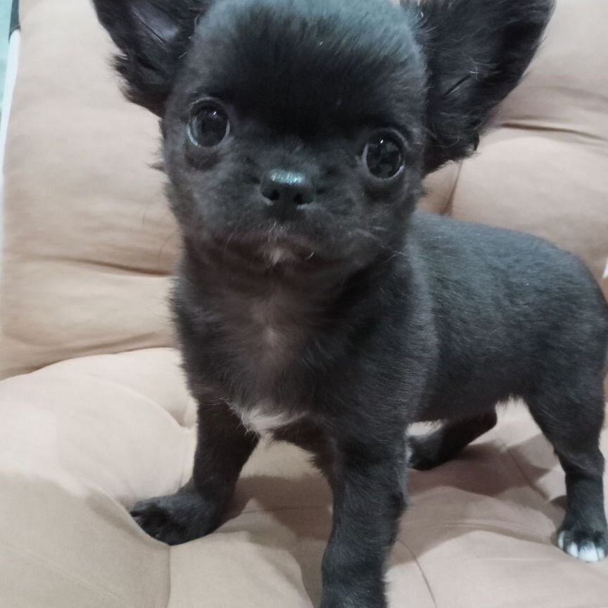 Щенки чихуахуа