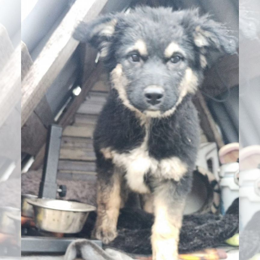 Щеночки в добрые руки