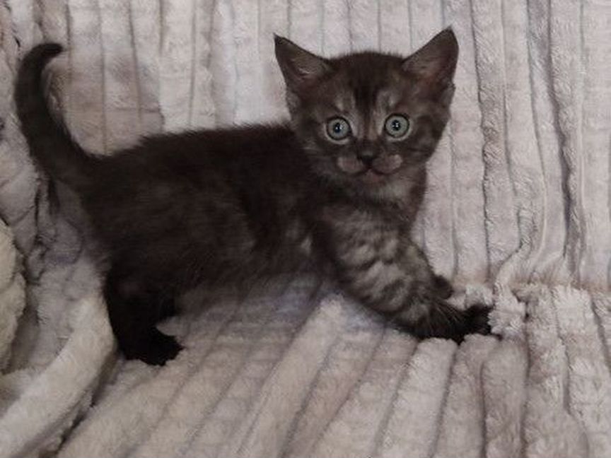 Котята в добрые руки 1.5 месяца