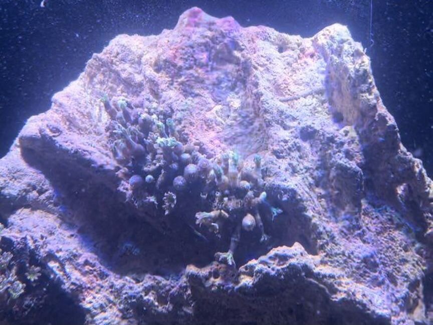 Морской аквариум с рыбками