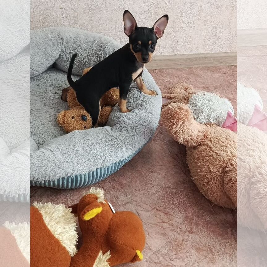 Русский той-терьер, щенок