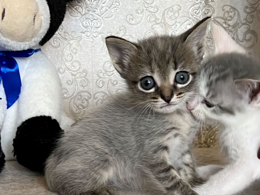 Крошечный котенок в дар