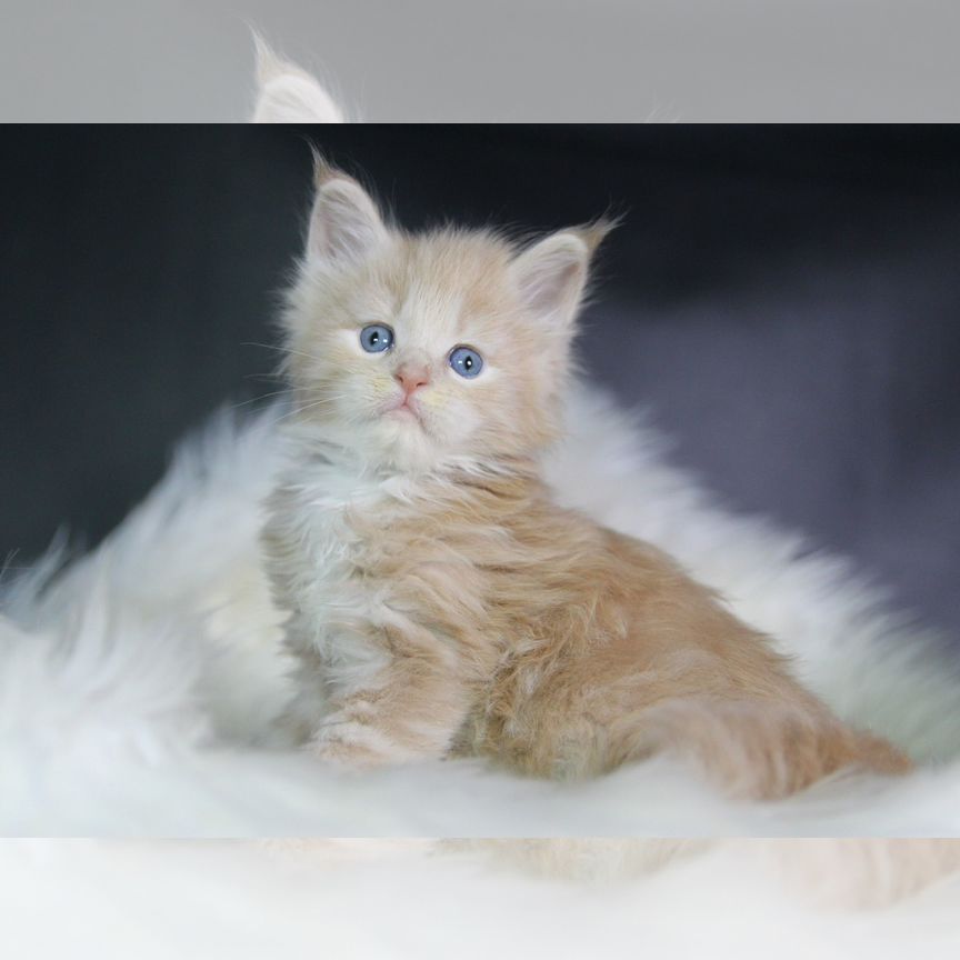 Мейн-кун котёнок