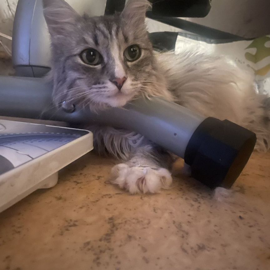Кот грустит