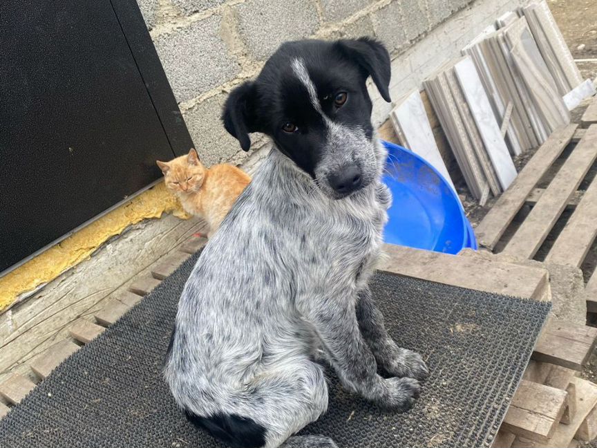 Щенок в добрые руки бесплатно