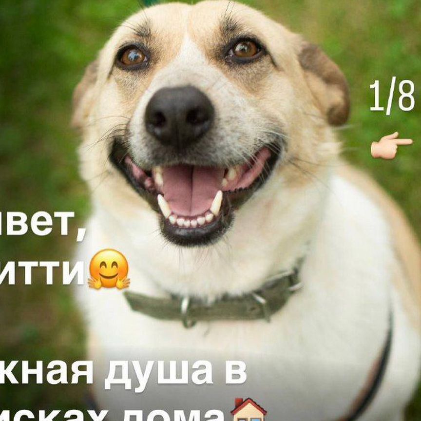 Взрослая собака в добрые руки