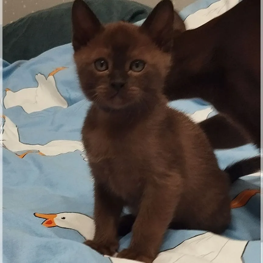 Котята священной Бурмы